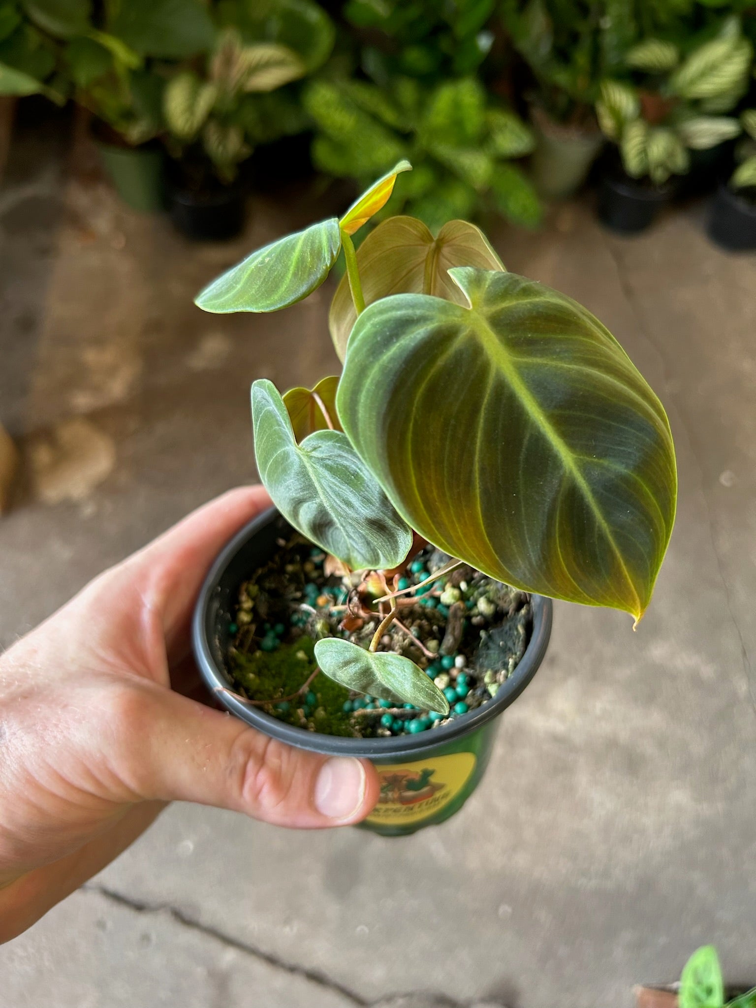 Philodendron 'El Choco Red' | Serpentine Plants + Provisions