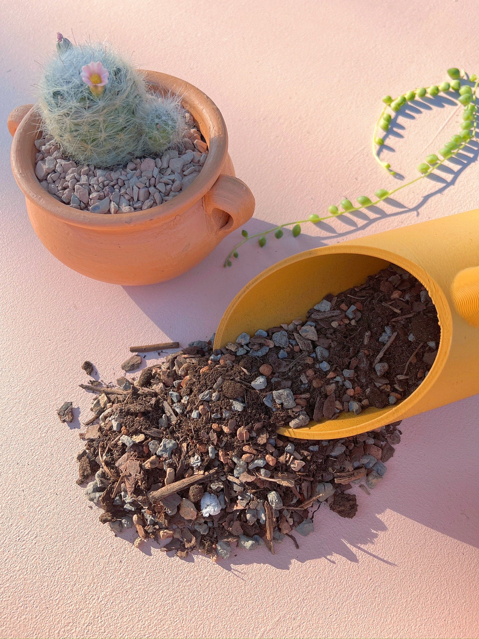 cactus soil