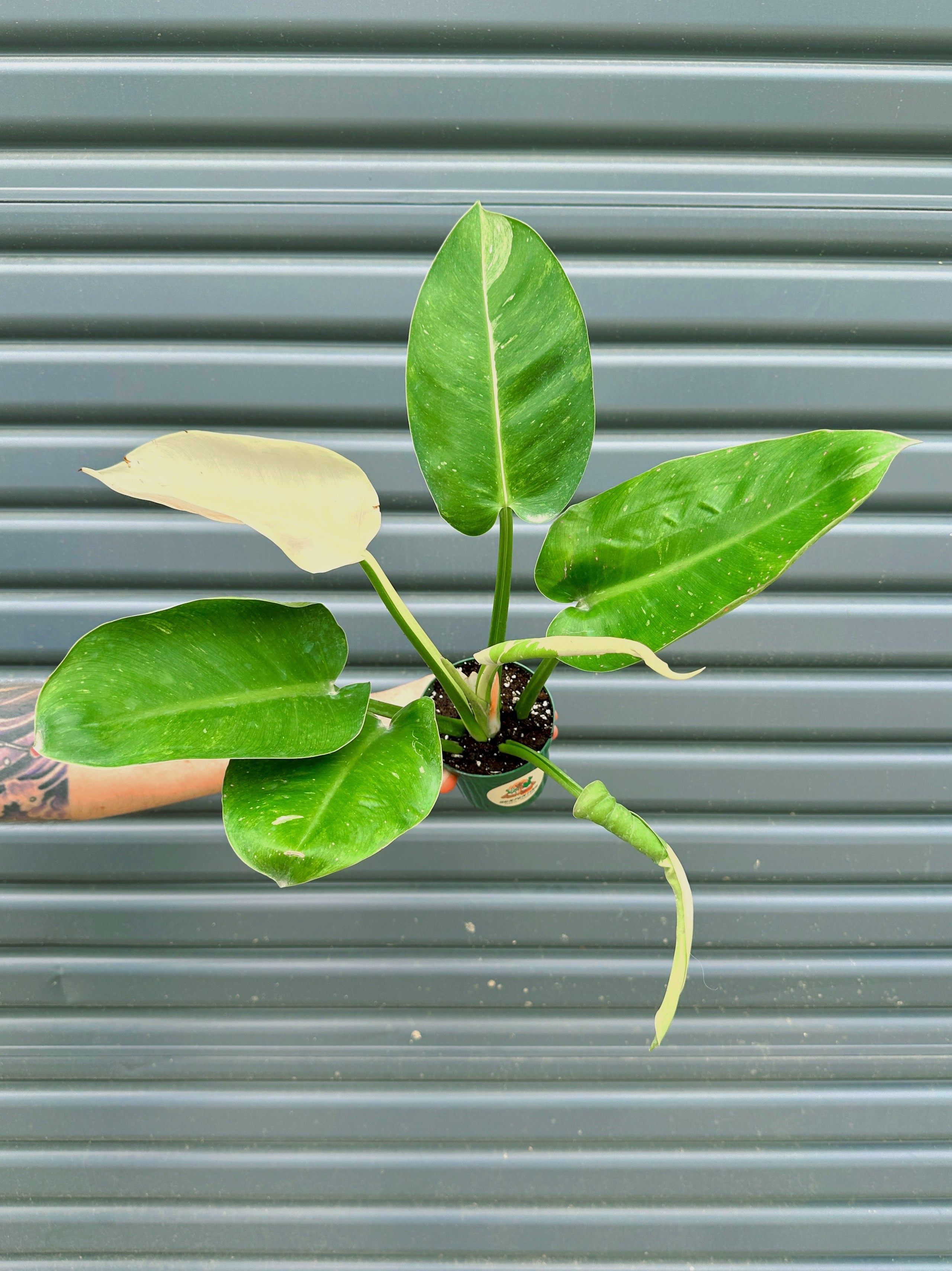 Philodendron congo 'Variegated' | Serpentine Plants + Provisions