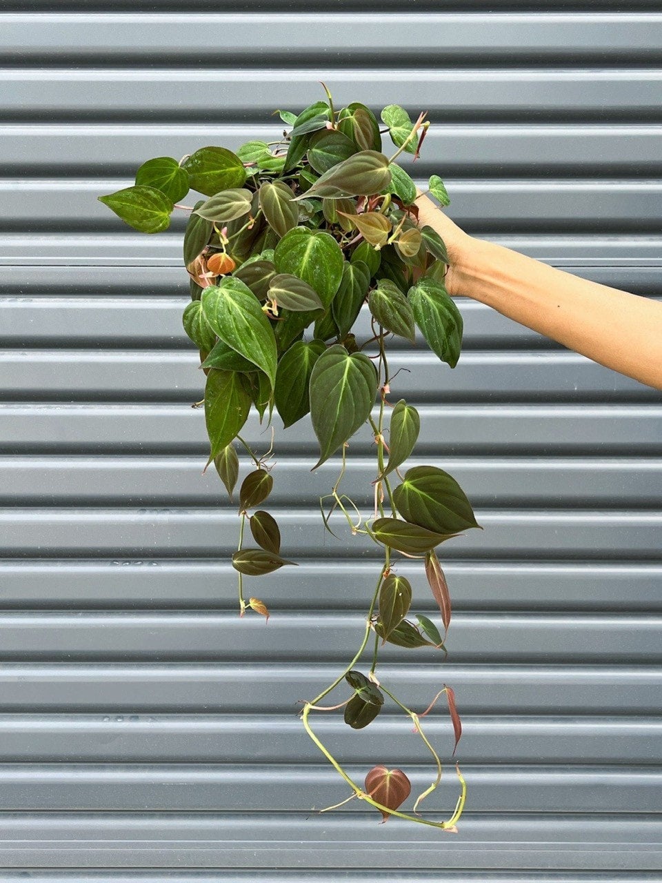 Philodendron micans | Serpentine Plants + Provisions