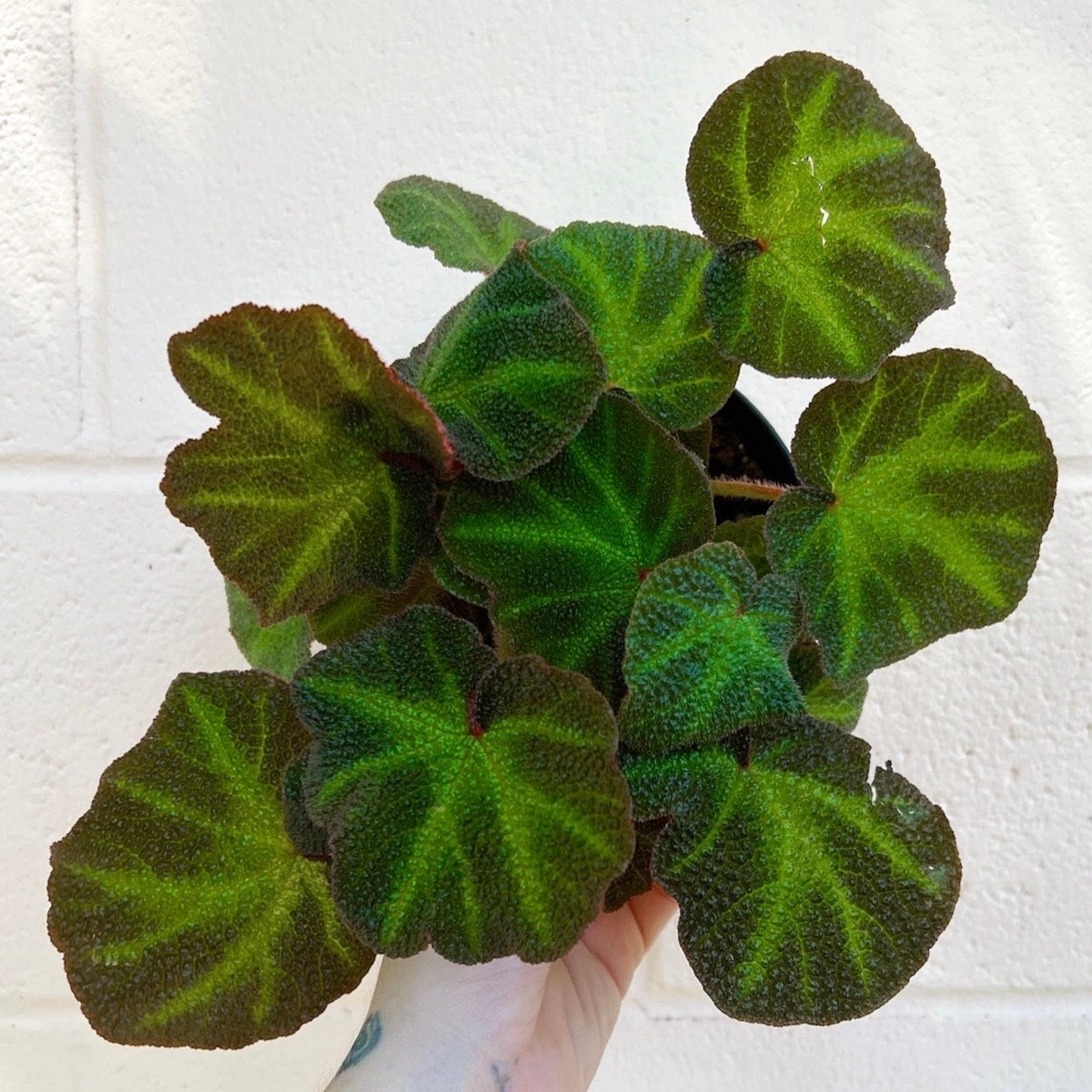 Begonia 'Soli-Mutata' | Serpentine Plants + Provisions