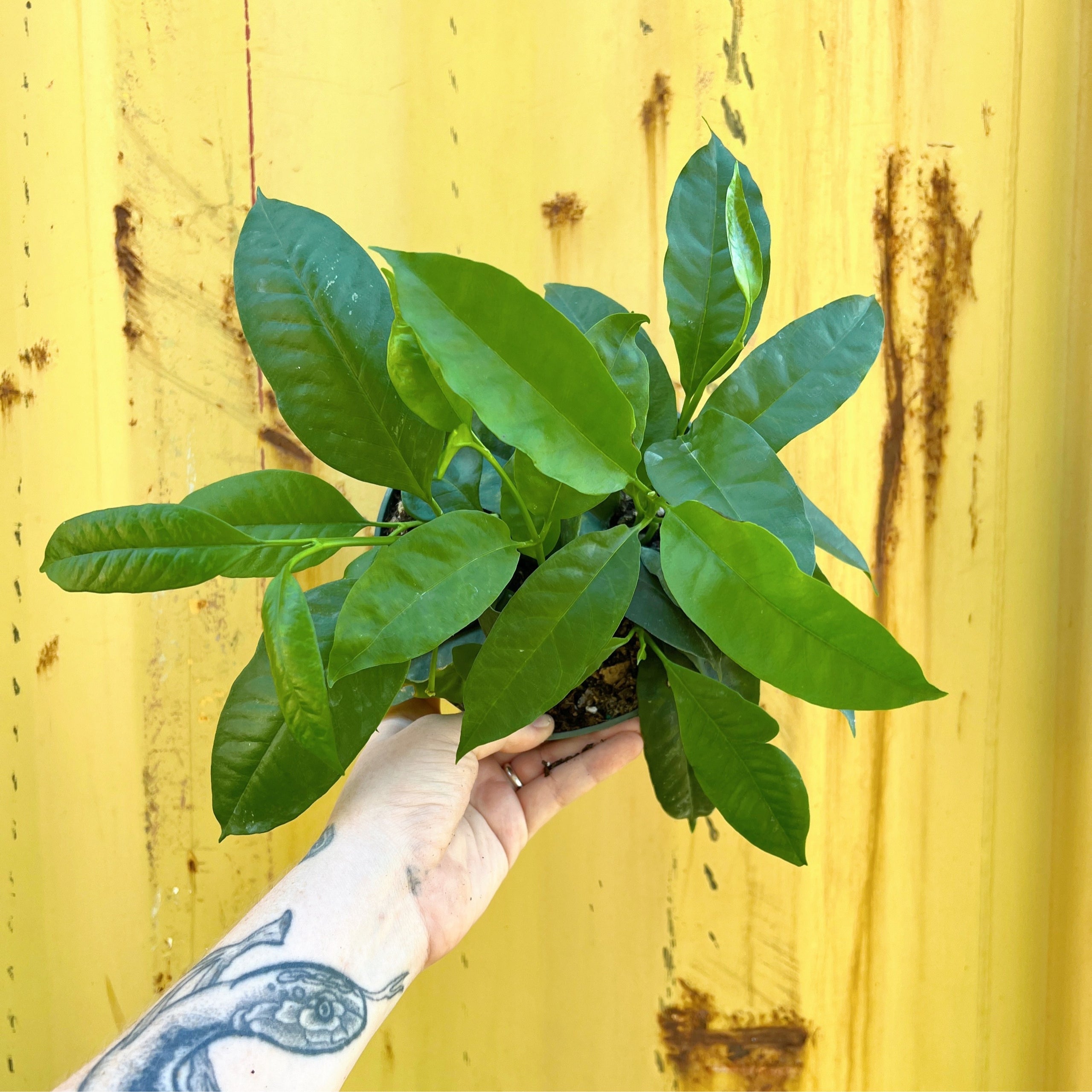 Hoya multiflora 'Shooting Star' 6" | Serpentine Plants + Provisions