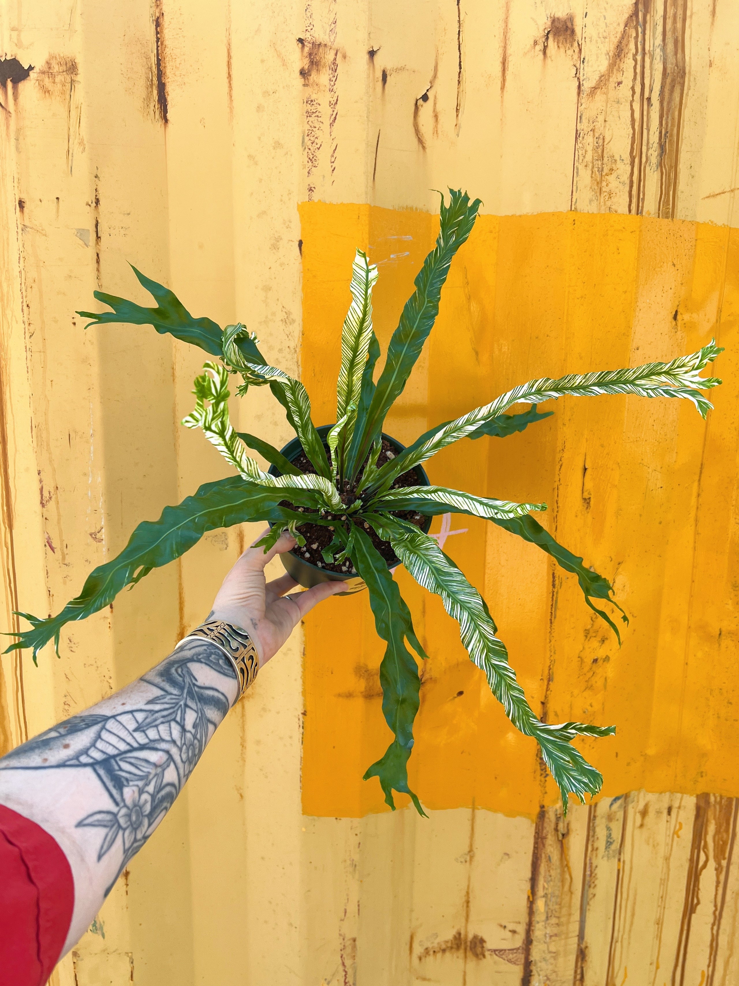 how to draw bird nest fern